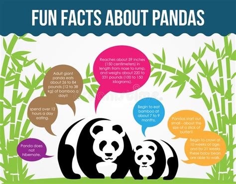 Datos Divertidos Sobre Pandas Vector Plano De Infographic Ilustración del Vector Ilustración