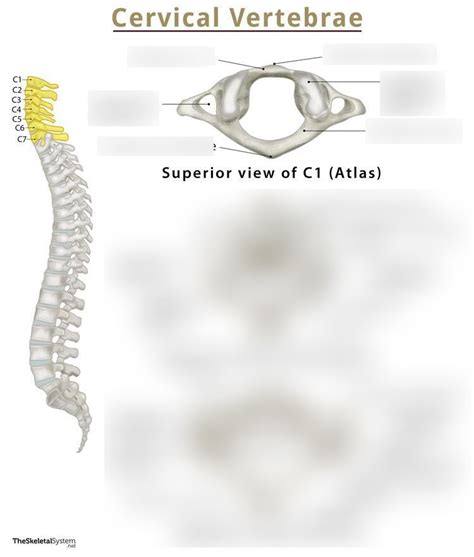 Cervical Vertebrae C1 Atlas Diagram Quizlet
