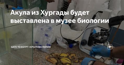 Акула из Хургады будет выставлена в музее биологии Лиля Египет Дзен