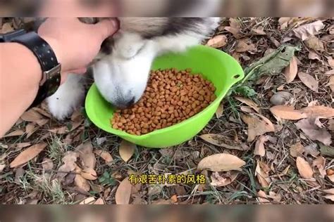 主人带狗狗自驾游呆萌狗狗一直晕车流口水懵逼的样子太搞笑了 狗狗 样子 主人