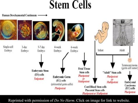 Stem Cells Background Ppt