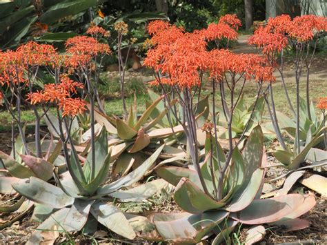 Aloe Striata Blouaalwayn Coral Aloe