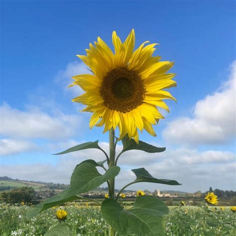 Reedys Digest YouTube