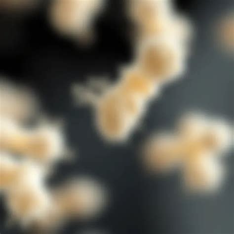 Enterococcus Faecalis In Urine Culture Insights And Implications