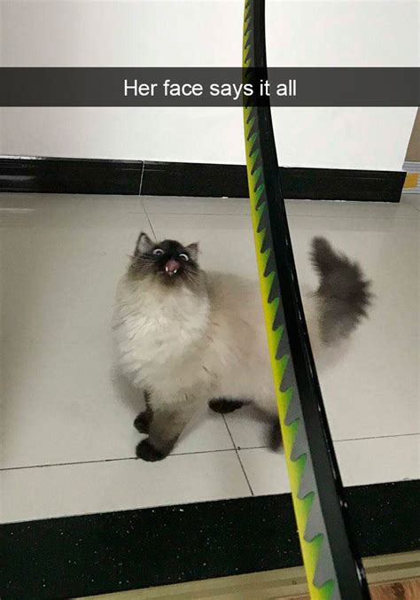 90 Hilarious Cat Snapchats That Are Im Paw Sible Not To Laugh At New