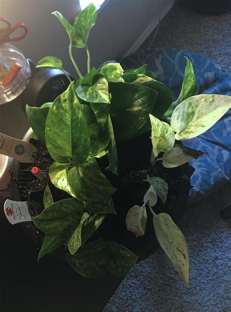 My Pothos Pot Marbled Queen Silver And Golden Pothos Rhouseplants