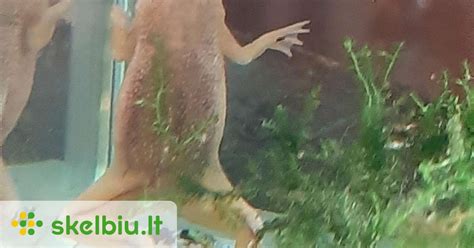 Nykstukinės Varlytės Skelbiu Lt