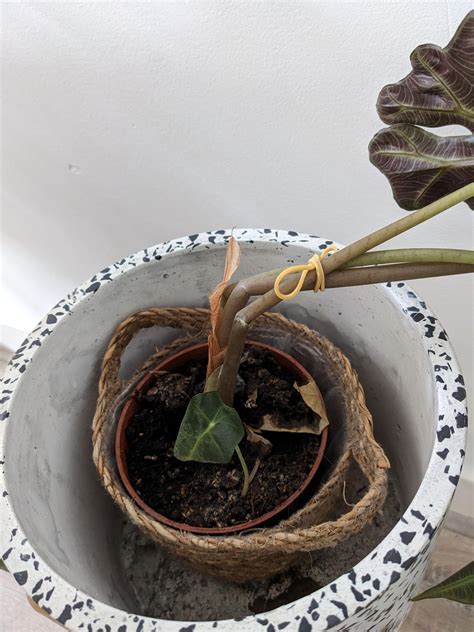 Cat Butt Murdered Plant How Can I Save This R Plantclinic