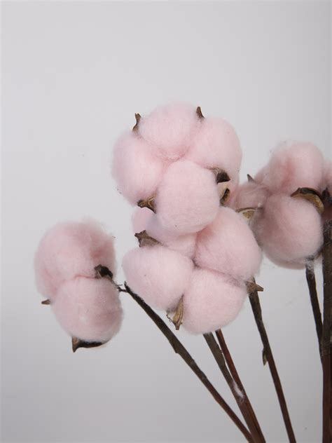 Пампасна трава Fluffy рожева купити в Україні за низькою ціною • Dfb Elements