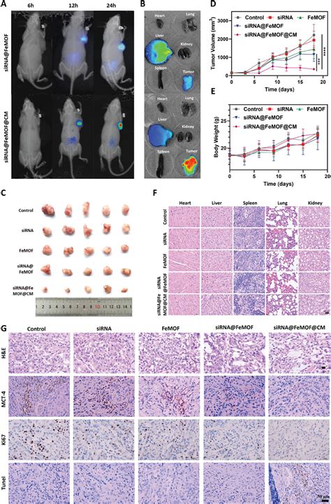 Metabolism‐regulating Nanozyme System For Advanced Nanocatalytic Cancer