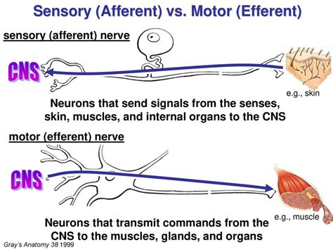 Neurons And Neural Anatomy Ppt Download