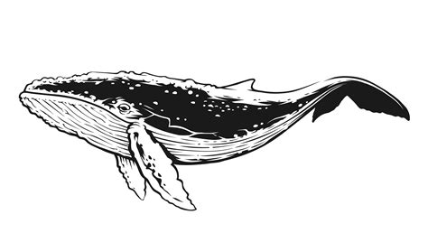 Arte De Vector De Contraste De Ballena Blanco Y Negro 327251 Vector En