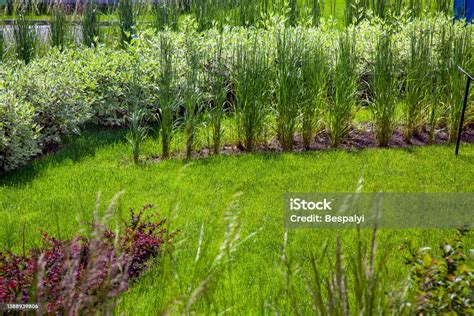 녹색 잔디와 정원 침대와 다른 낙엽 식물 여름 날에 햇빛에 의해 조명 조경 디자인 클로즈업 아무도 0명에 대한 스톡 사진 및 기타 이미지 Istock