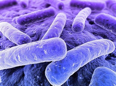 Clostridium Difficile Infection Causes Diagnosis Test Prevention Treatment