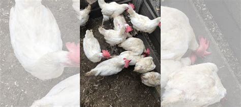 Продажа кур несушек купить в Иркутске Животные и зоотовары Авито