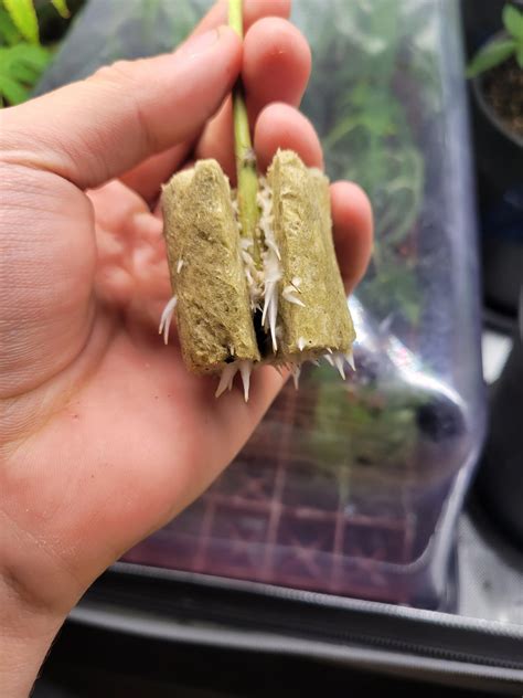 Trying To Take Clones Getting Better At It But For Some Reason Still Really Having A Hard Time