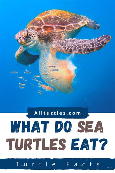 What Do Sea Turtles Eat Artofit