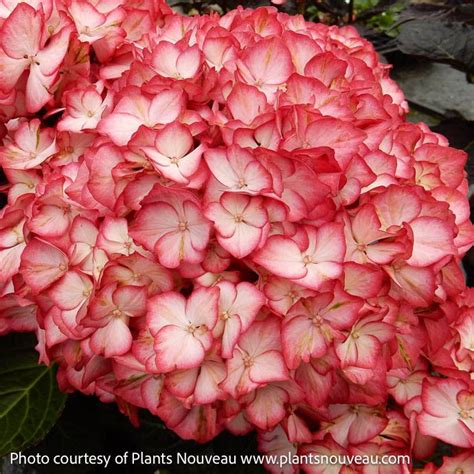 3 Hydrangea Mac Kimono White With Red Margins