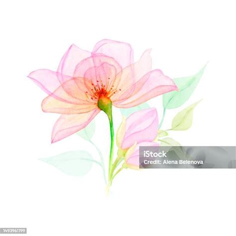 반투명하고 맑은 큰 분홍색과 보라색 꽃과 흰색 배경에 줄기와 잎이 있는 꽃의 수채화 그림 일러스트레이션 스티커 카드 스크랩북에 대한 좋은 그림 0명에 대한 스톡 벡터 아트