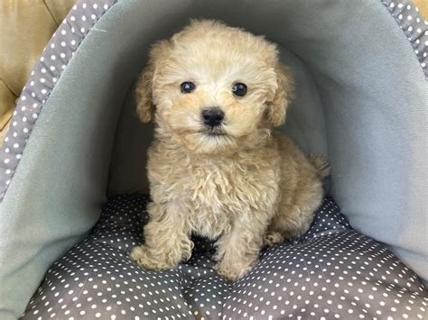 푸들 코코 브리티쉬숏헤어분양 토이푸들분양 애완견분양 폼피츠분양 유기묘무료분양 말티푸분양 강남고양이분양 말티즈분양 강아지무료분양 고양이무료분양 도그마루 보호소 펫샵