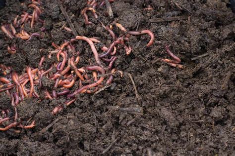 Vermicompost Worm Deaths Common Causes And What To Do