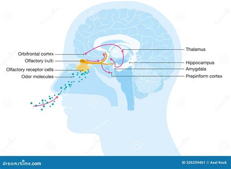 Sense Of Smell Illustration Of The Olfactory Region Labeled Stock