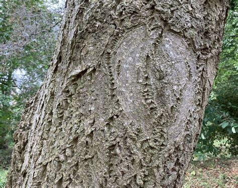 Phellodendron Amurense Hammond Arboretum