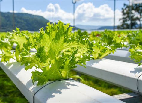 Hydroponic Systems For Sale Complete Hydroponics Growing Setup Hc