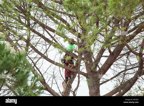 Man With Safety Equipment And Chainsaw Pruning Pine Tree Stock Photo Alamy