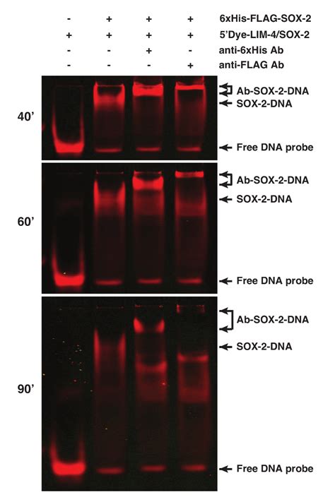 Emsa Fluorescence Probe Concentration Store