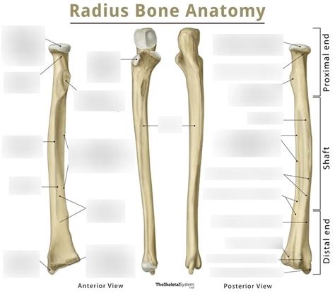 Labeling The Radius Diagram Quizlet