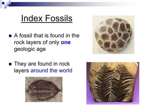 Fossils And Rock Layers Pptx Geology Science