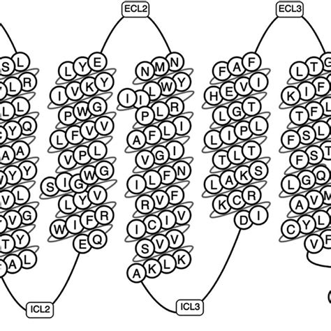 A Schematic Representation Of A Gpcr Showing The Transmembrane Domains Download Scientific