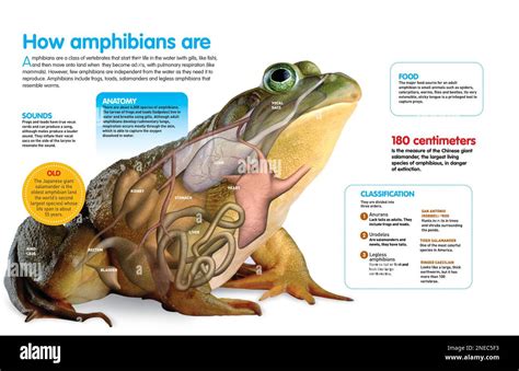Levels Of Classification For Amphibians At Flynn Deacon Blog