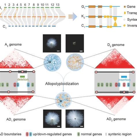 Structural Variation And 3d Genome Organization During Cotton Download Scientific Diagram