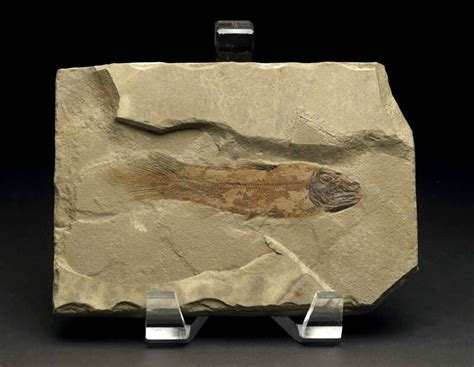 5 Early Coelacanth Fossil Bear Gulch 6535 For Sale