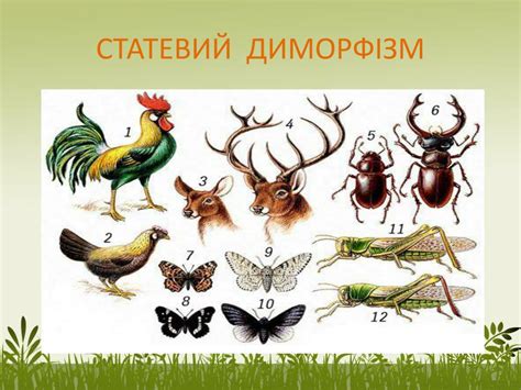 Ppt Статеве розмноження організмів Будова й утворення статевих клітин урок №2 Powerpoint