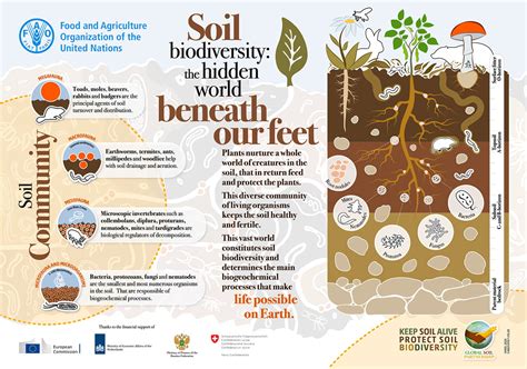 Biodiversity Belonging To Soil