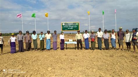 ငါးသိုင်းချောင်းမြို့၌ သစ်စိမ်းမြေသြဇာ ပိုက်ဆံလျှော်ပေးအပ်ခြင်းနှင့် ကြဲပက်ခြင်းနည်းပညာပေး ဆွေးန