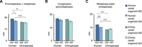 Figures And Data In Differences And Similarities Between Human And Chimpanzee Neural Progenitors