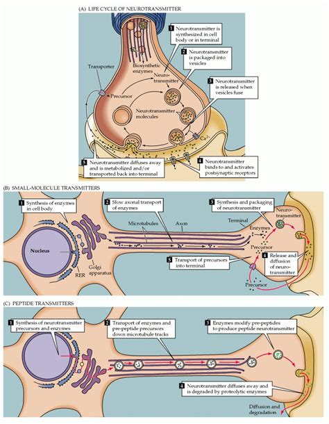 How Do Neurotransmitters Influence Behavior Different