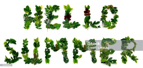 흰색 고립 된 배경에 다양한 녹색 잎의 패턴입니다 안녕하세요 여름단풍에서 문자 0명에 대한 스톡 사진 및 기타 이미지 0명 가문비나무 가을 Istock