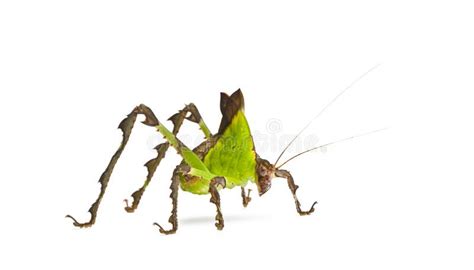 Green Leaf Mimic Katydid Standing On White Background Stock Image