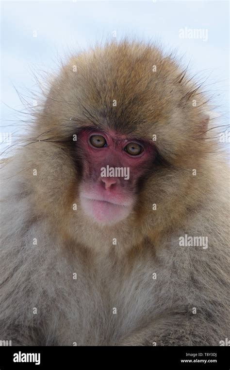 Japanese Macaque Or Snow Monkey Macaca Fuscata In The Mountains Of