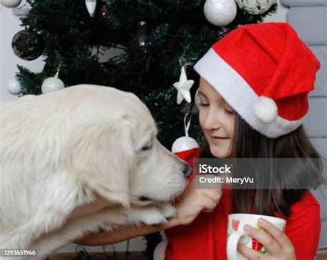 산타 모자에 행복한 여자와 귀여운 개 조명배경 아름다운 크리스마스 트리에 12월에 대한 스톡 사진 및 기타 이미지 12월