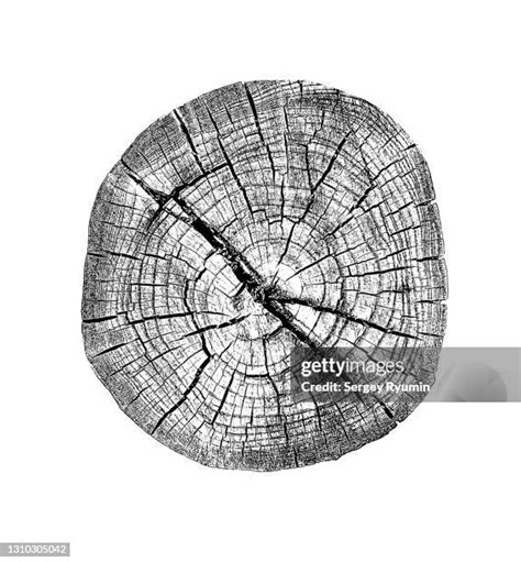 Tree Trunk Cross Section Annual Rings Stock Fotos Und Bilder Getty Images