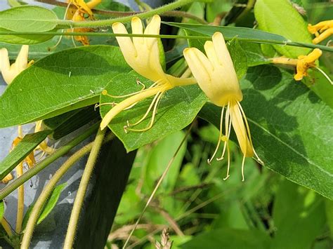 Honeysuckle Model V2 Roboflow Universe