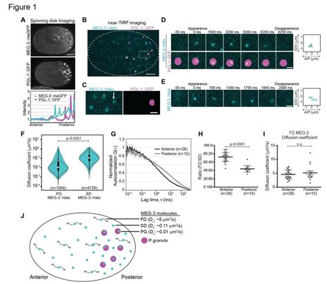 Single Molecule Imaging Of Meg 3 Halo A Top Spinning Disk Confocal Download Scientific