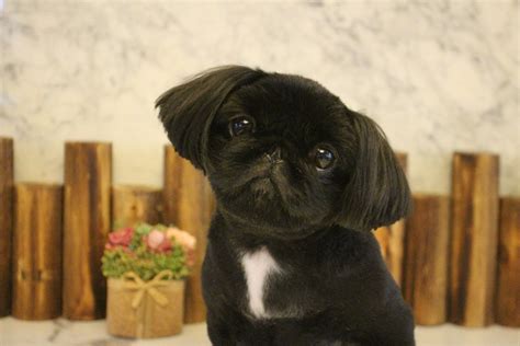 강남 2020 0002 페키니즈 우리 책임분양 강아지입양 고양이입양 도그마루 입양케어센터 유기견입양 유기견분양 유기묘분양 강아지파양 고양이파양 유기묘입양 유기견