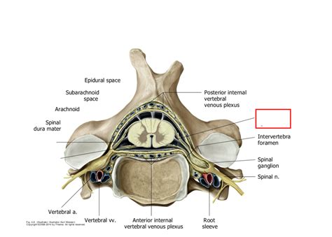 Transverse Section Of Vertebrae And Spinal Cord Diagram Quizlet